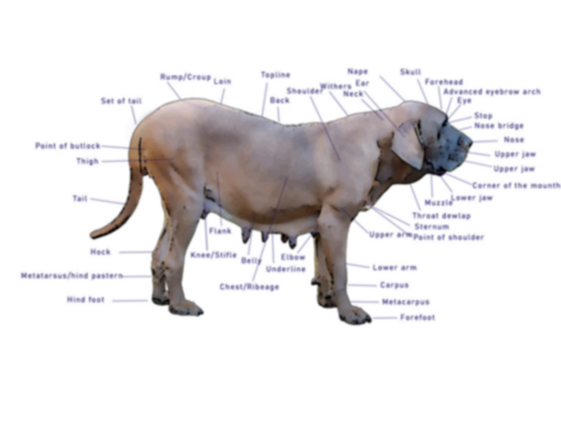 Fila Brasileiro, Fila kutya, Fila dog, Fila brasileiro kennel ...